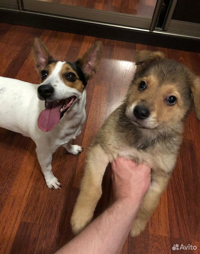 Чудесный щенок Гектор в поисках дома