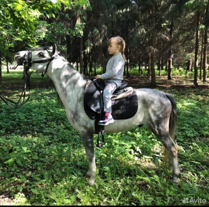 Лошадь