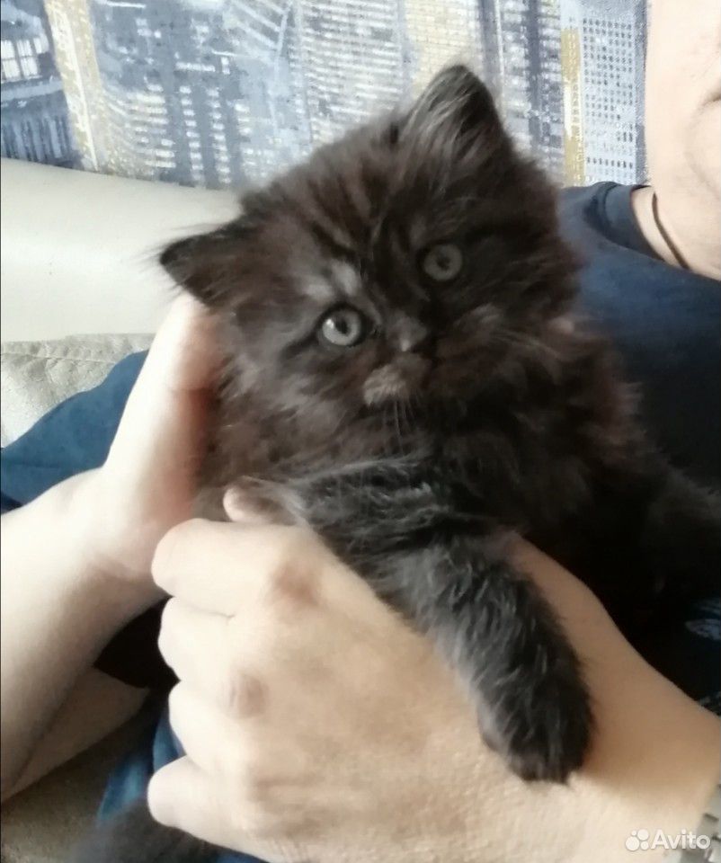 Шотландский котенок