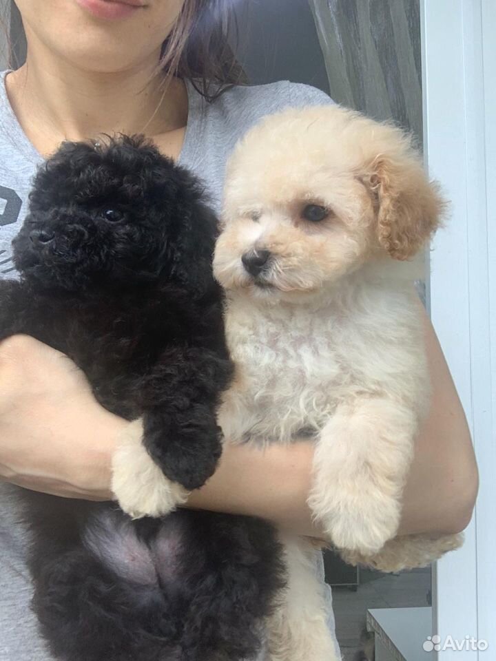 Мальтипу пикап