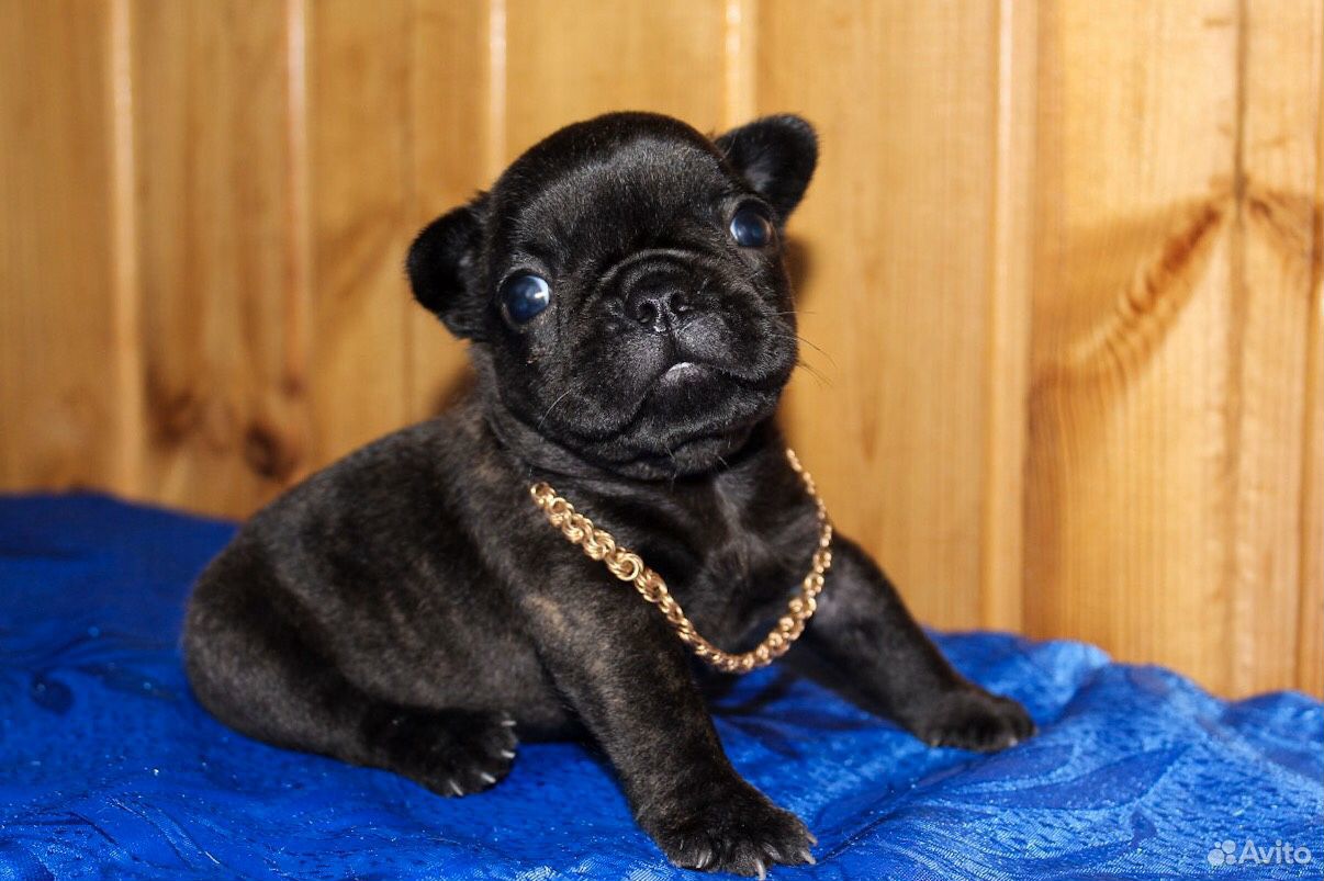 Детки-французики