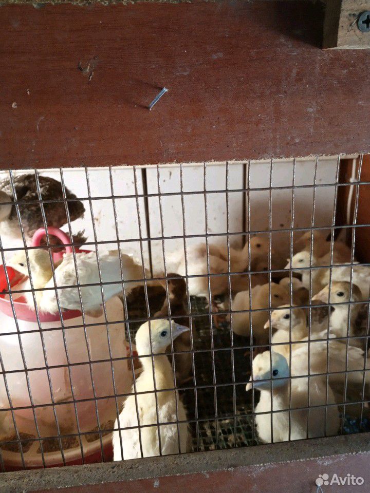 Цыплята индюшата