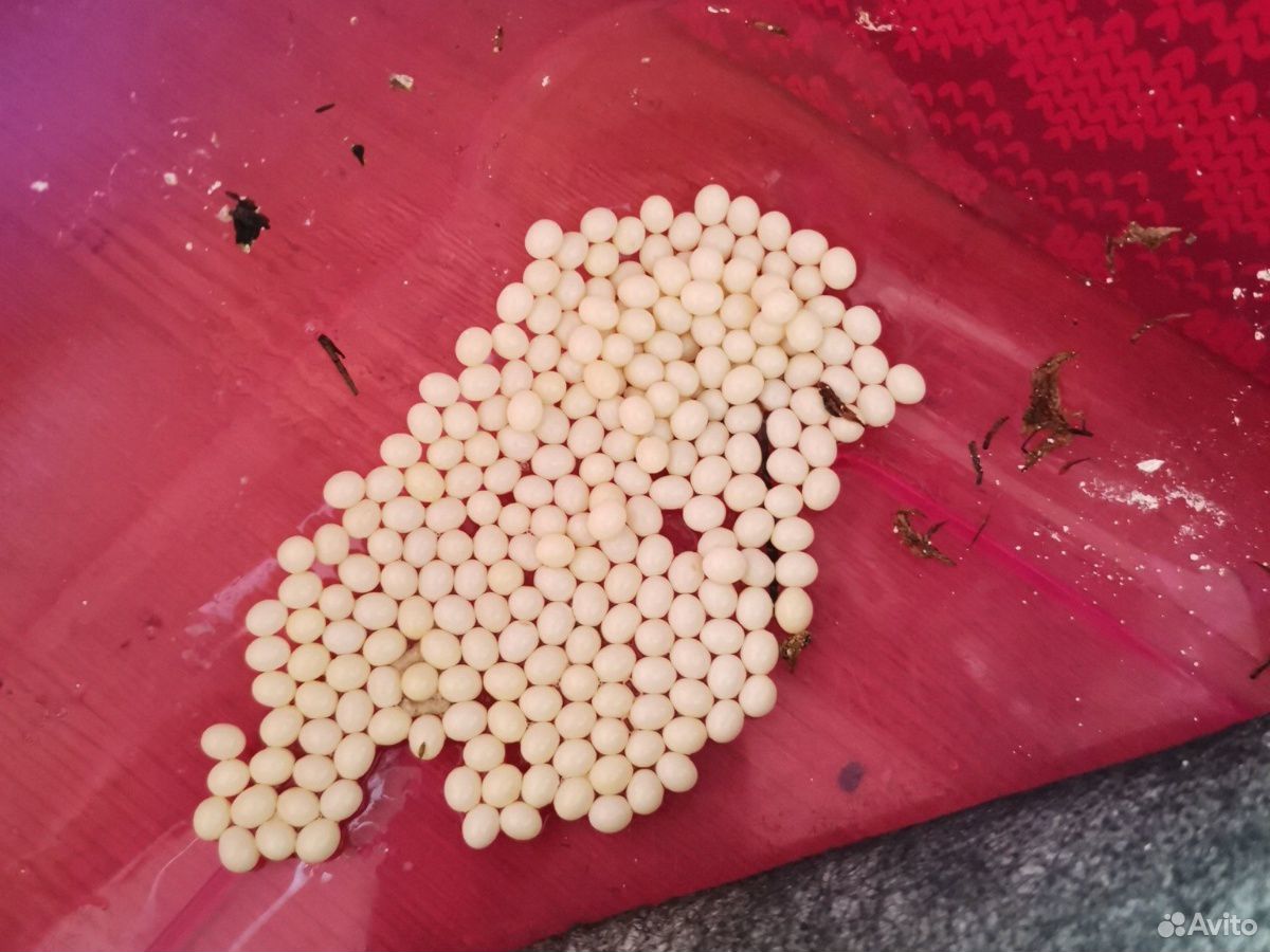 Кладка (яйца) улитки ахатина