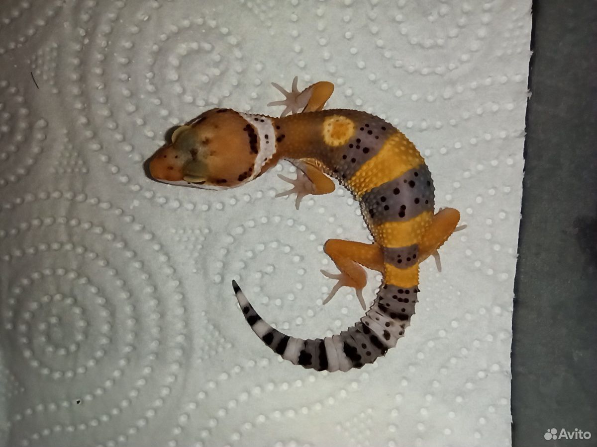 Эублефар. геккон. продам