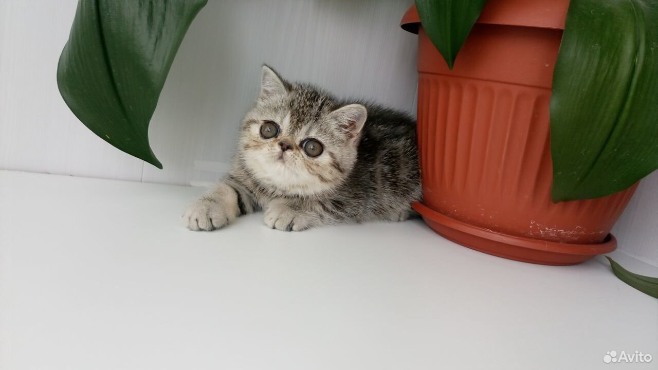 Кошечка экзотическая