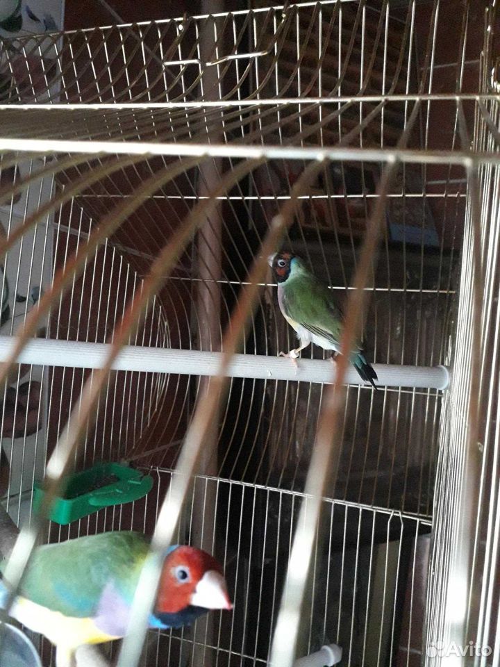 Амадины гульда