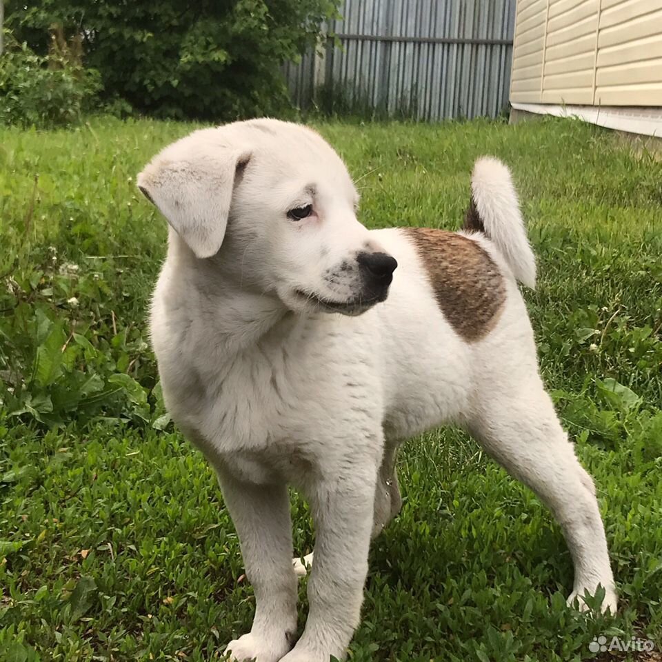 Щенок,3 месяца