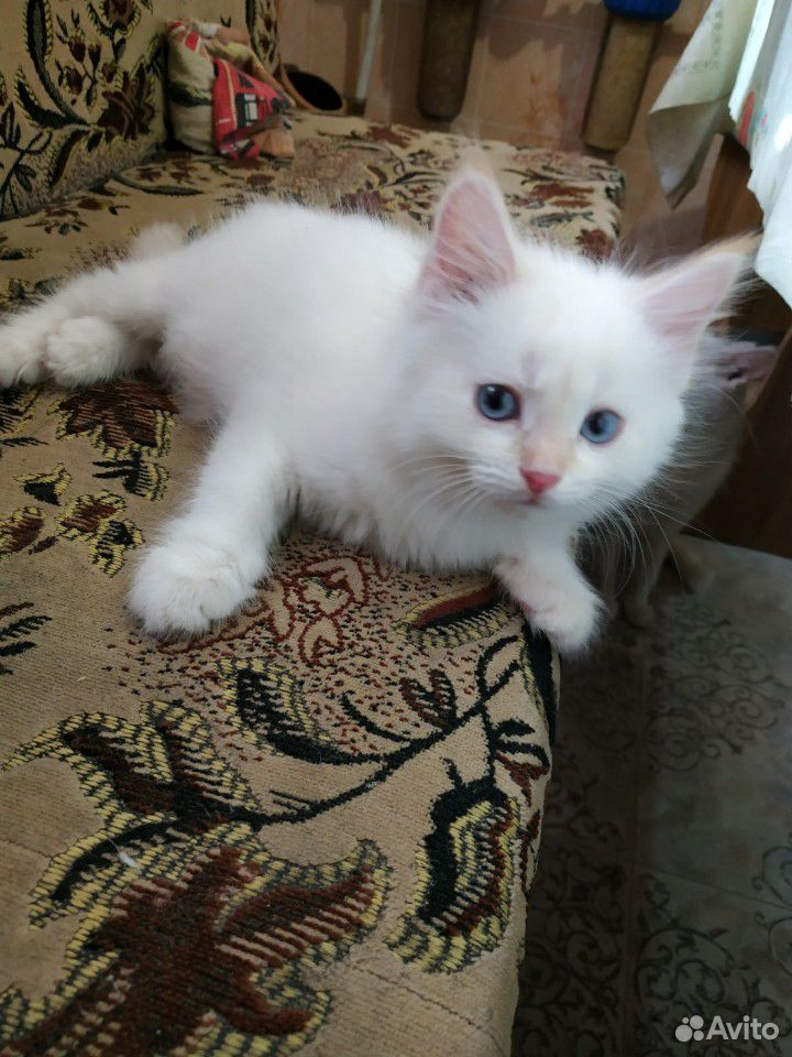 Белоснежное чудо