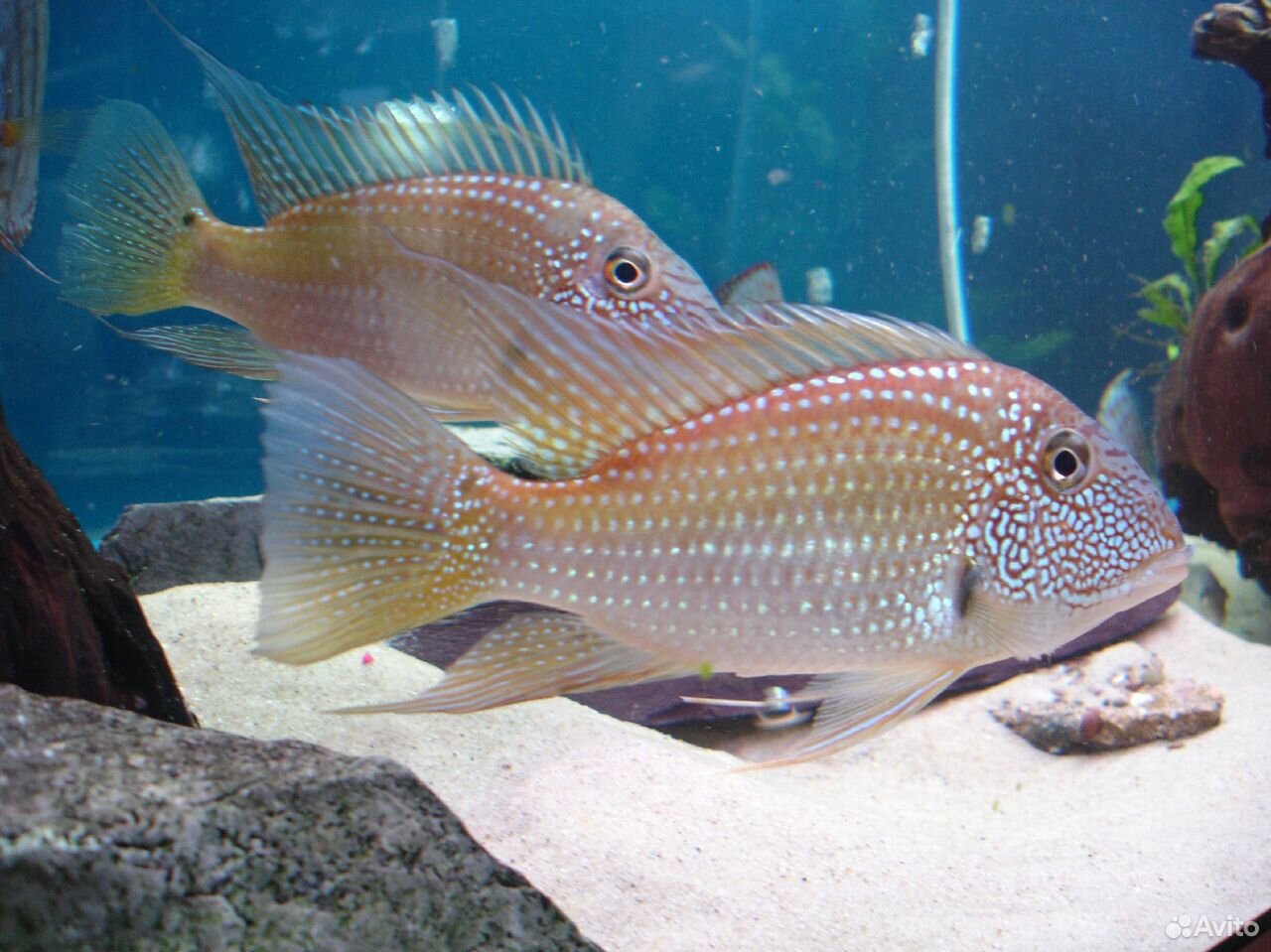 Сатаноперка леукостикос, Satanoperca leucosticta