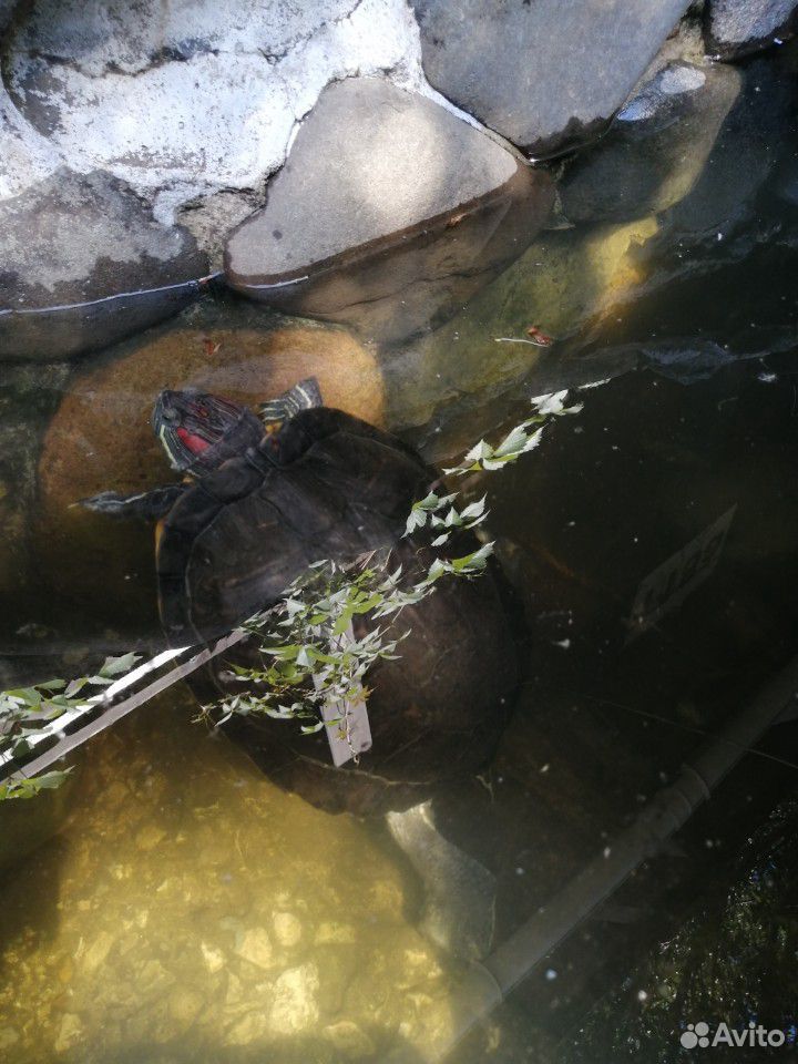 Черепаха в добрые руки