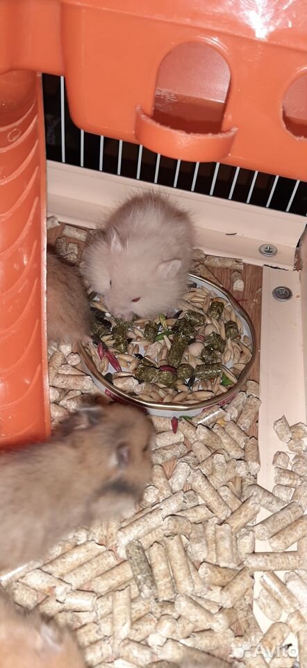 Хомяки сирийские