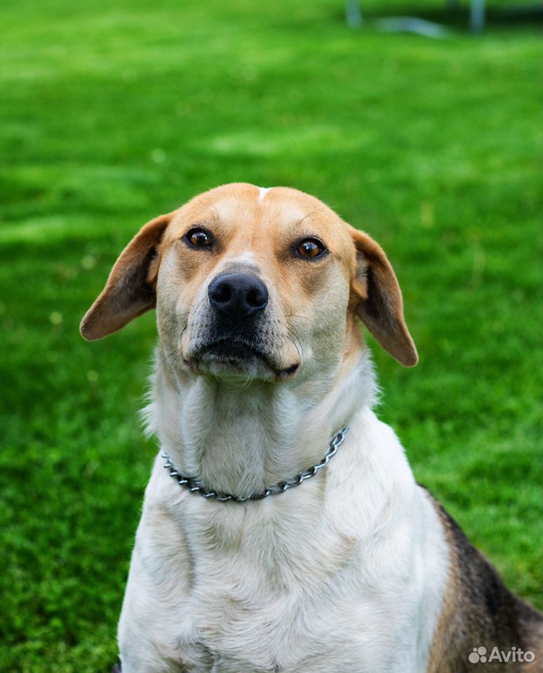 Самая лучшая собака Элли ищет дом