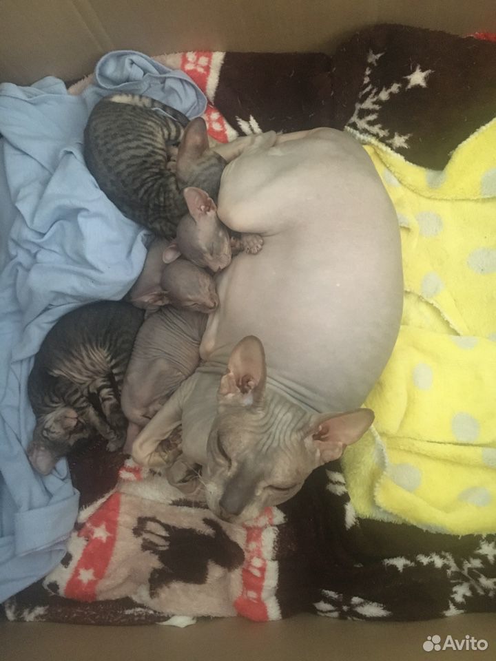 Донской сфинкс котята