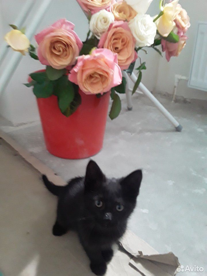 Котенок,приносящий счастье