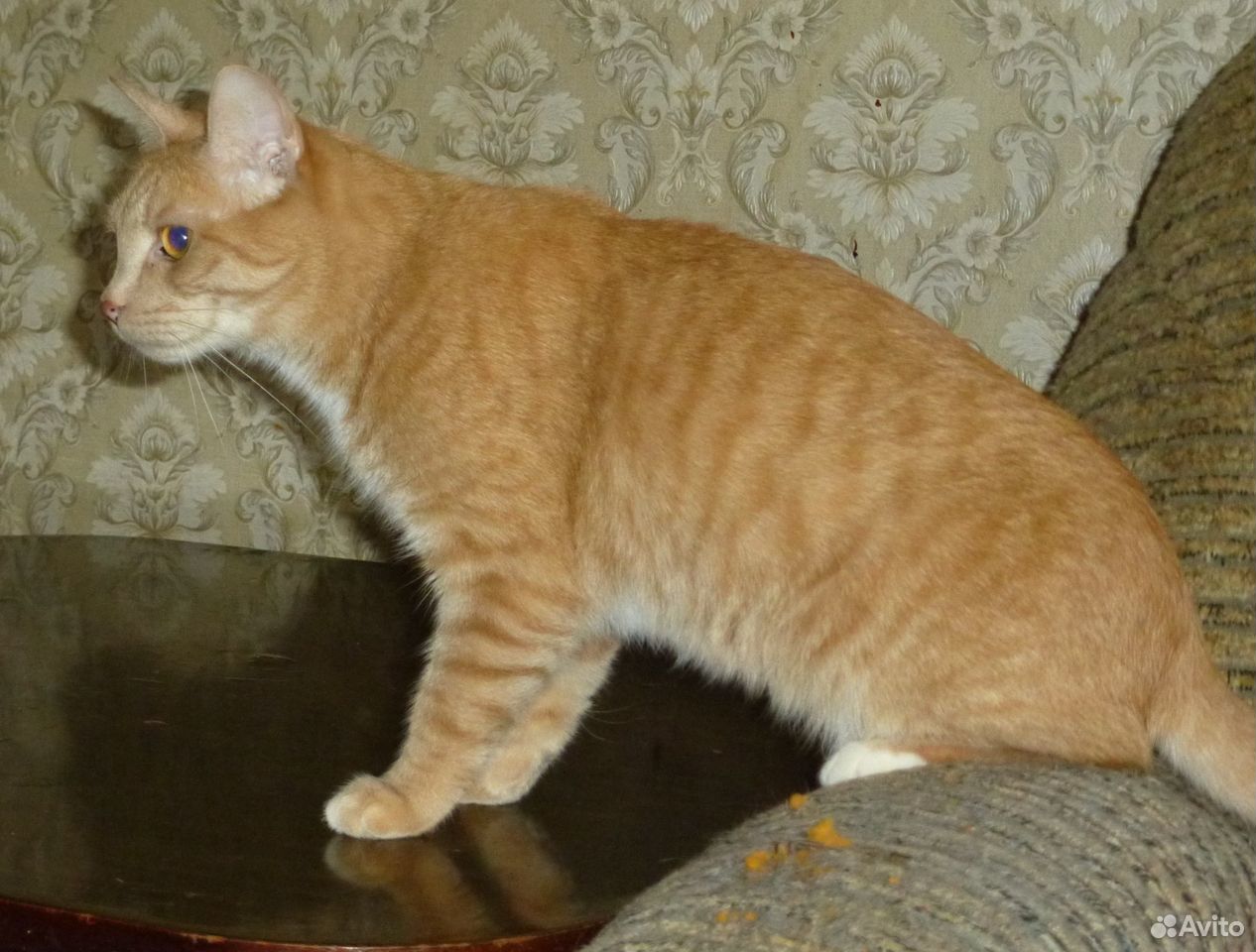Кот Рыжик в добрые руки