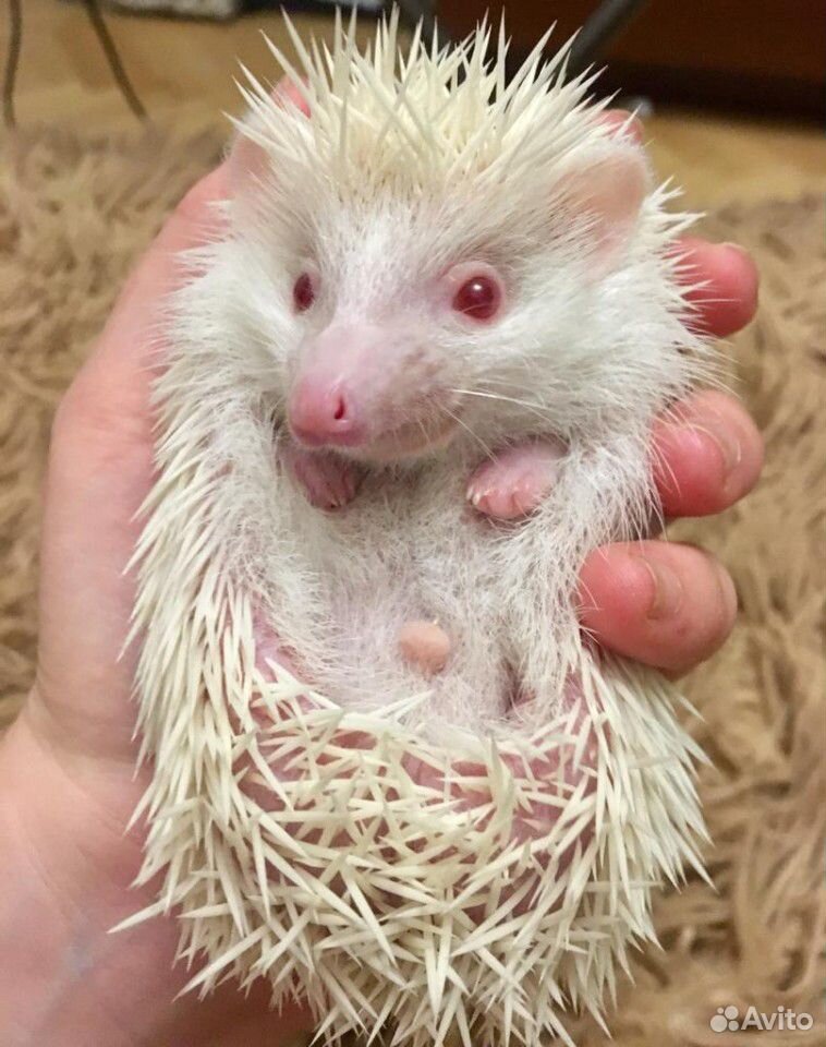 Ежик