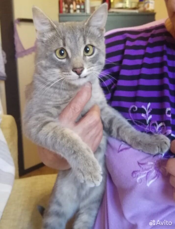 Котик Петрушка ищет передержку/дом