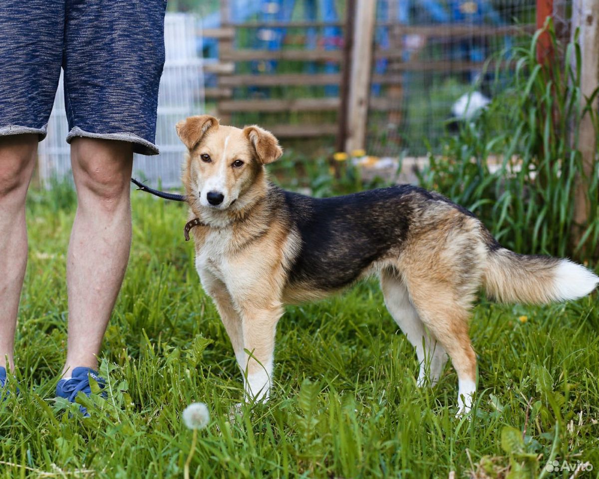 Небольшая ласковая собачка