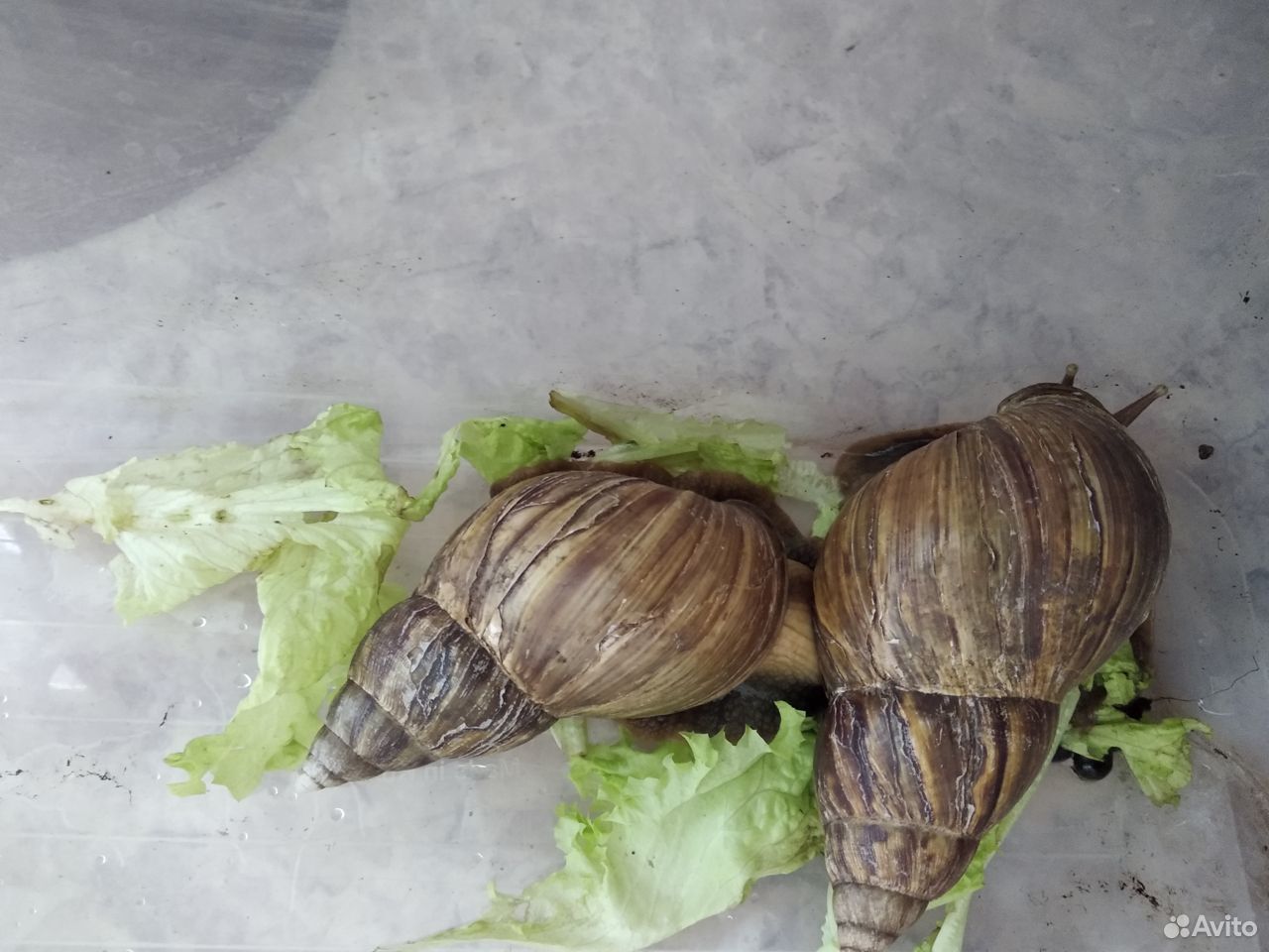 Улитки-Аххатины