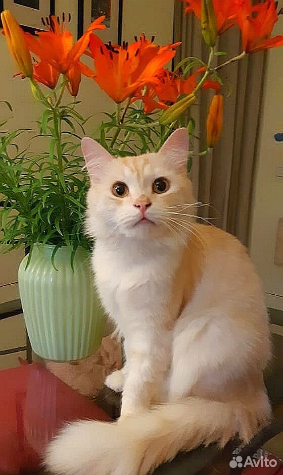 Золотой мальчик ищет любимый дом