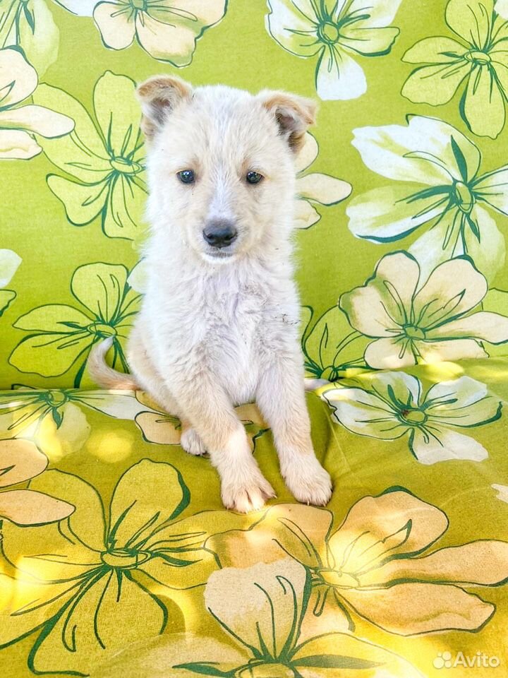 Щенок Марта 2 месяца ищет дом