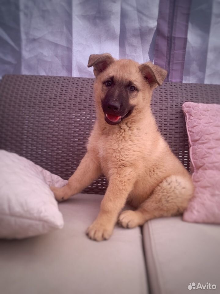 Ищет дом щенок Гриша, 2 мес