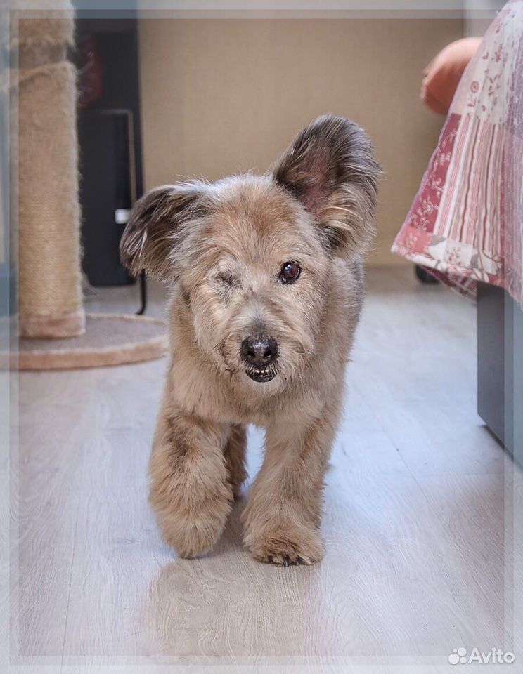 Дюк-идеальный собакен ищет дом