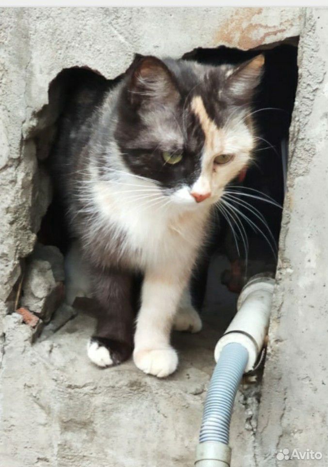 Пуговка Кошка