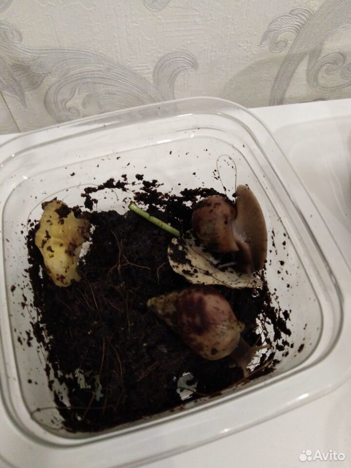 Улитки ахитины бесплатно