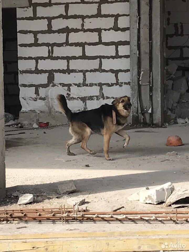 Пёсик Джек в добрые руки