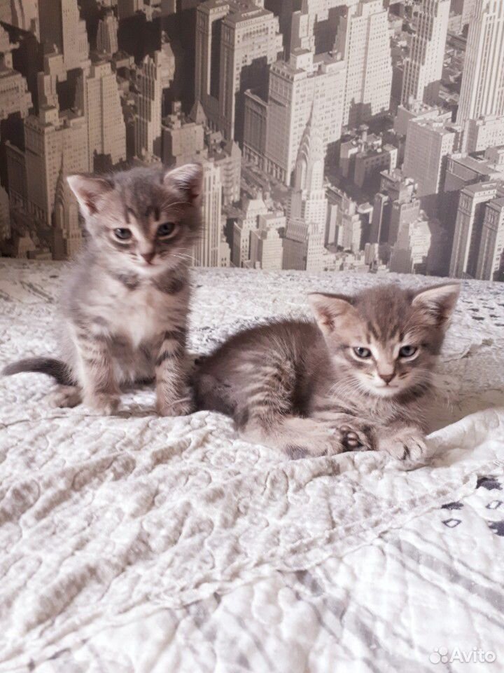 Котятки полосатики)