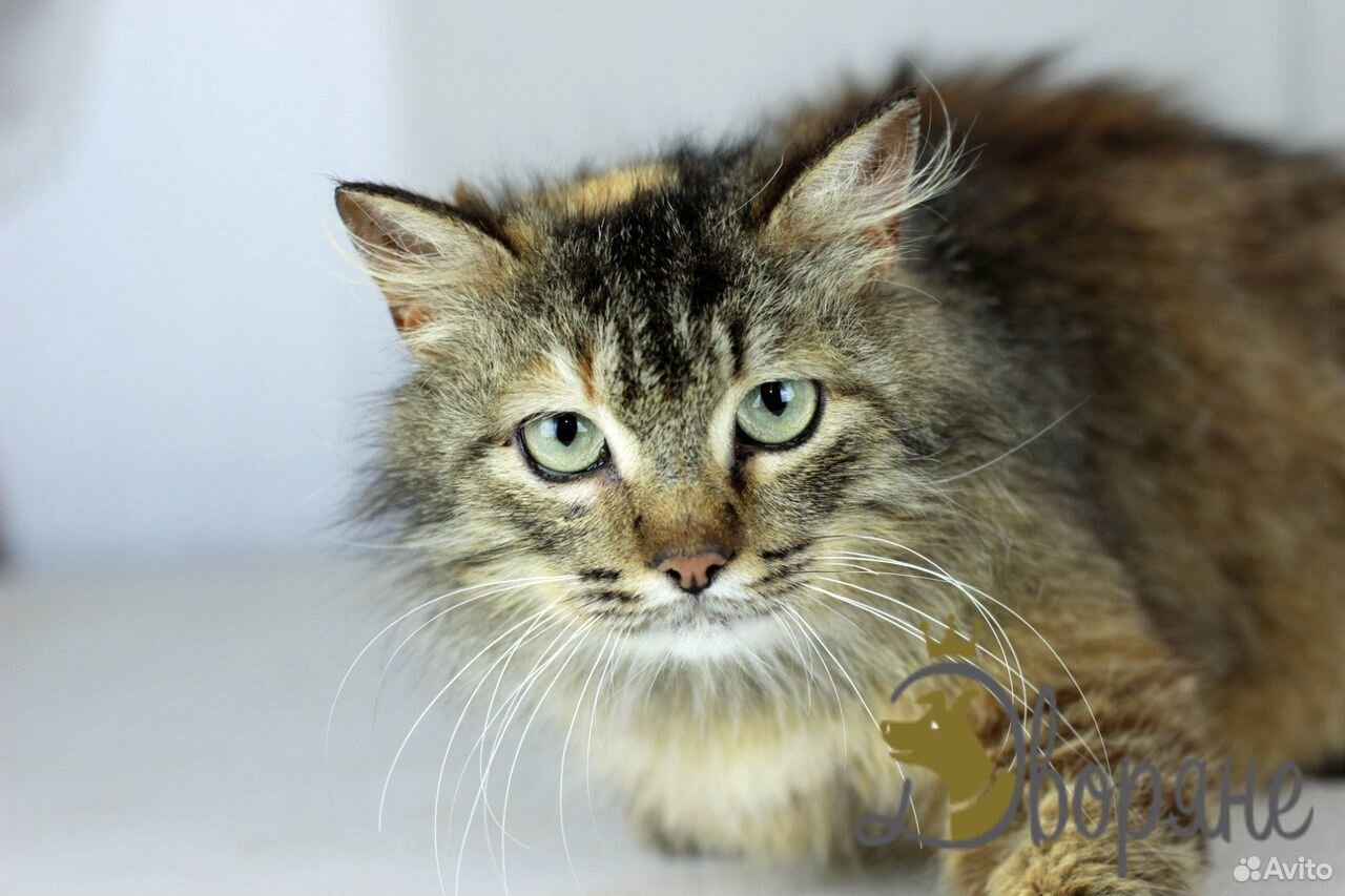 Покладистая Мурыся