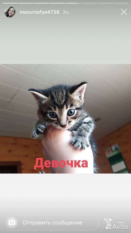Котята трехцветные