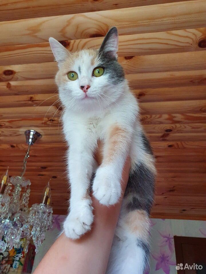 Красивая кошечка Заюшка стерилизована, привита