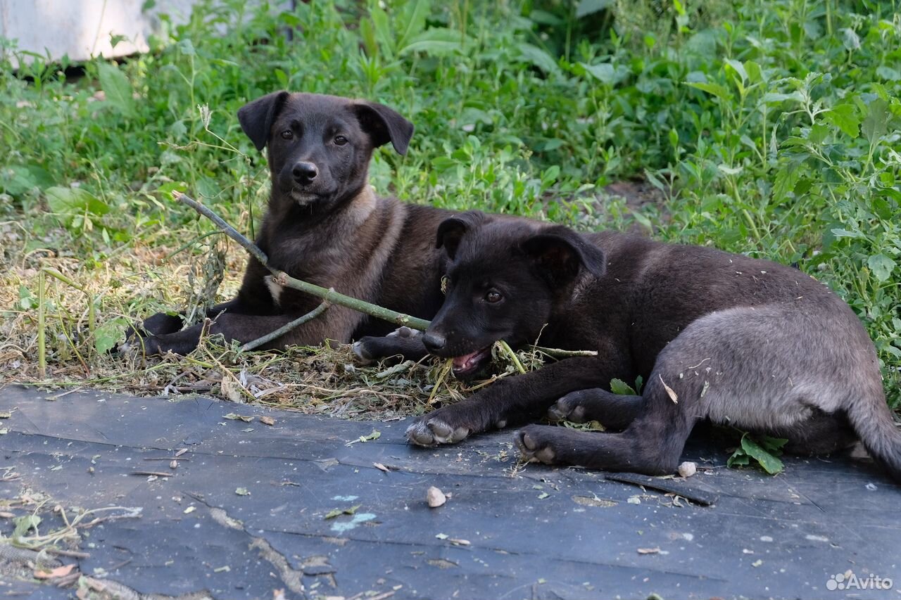 Может мы ваши домашние любимцы