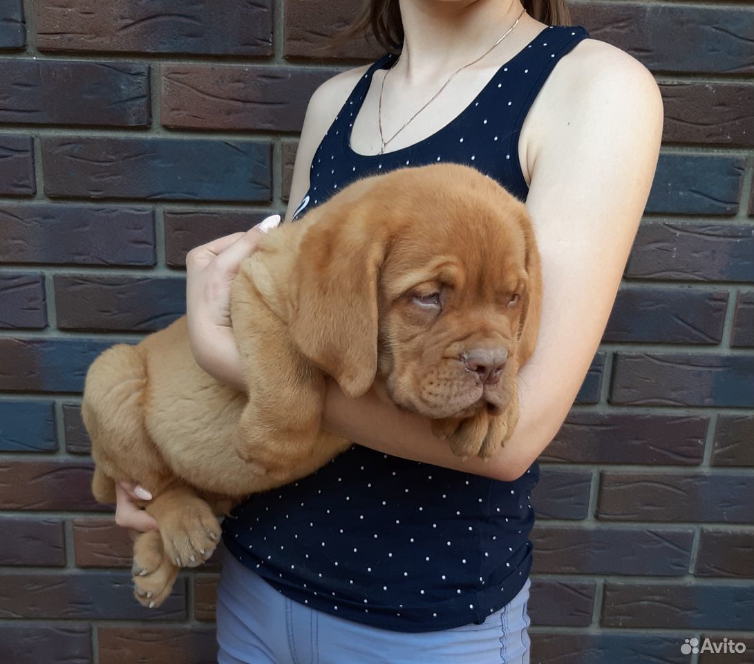 Бордоский дог с РКФ для любви