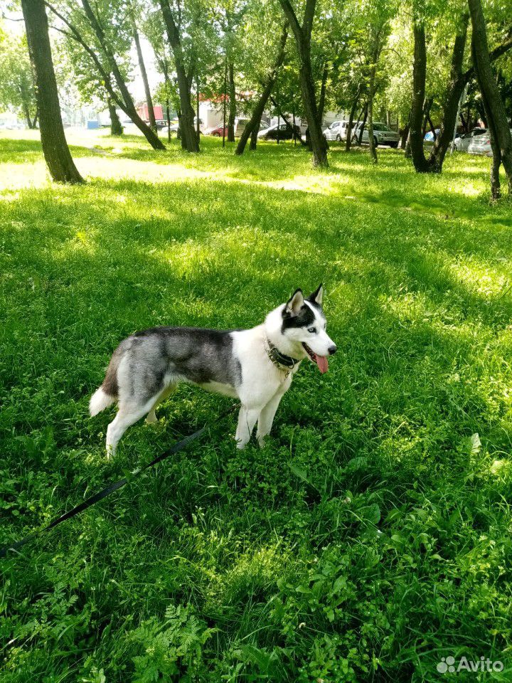 Собака для вязки