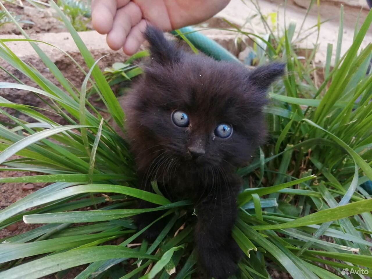 Котята