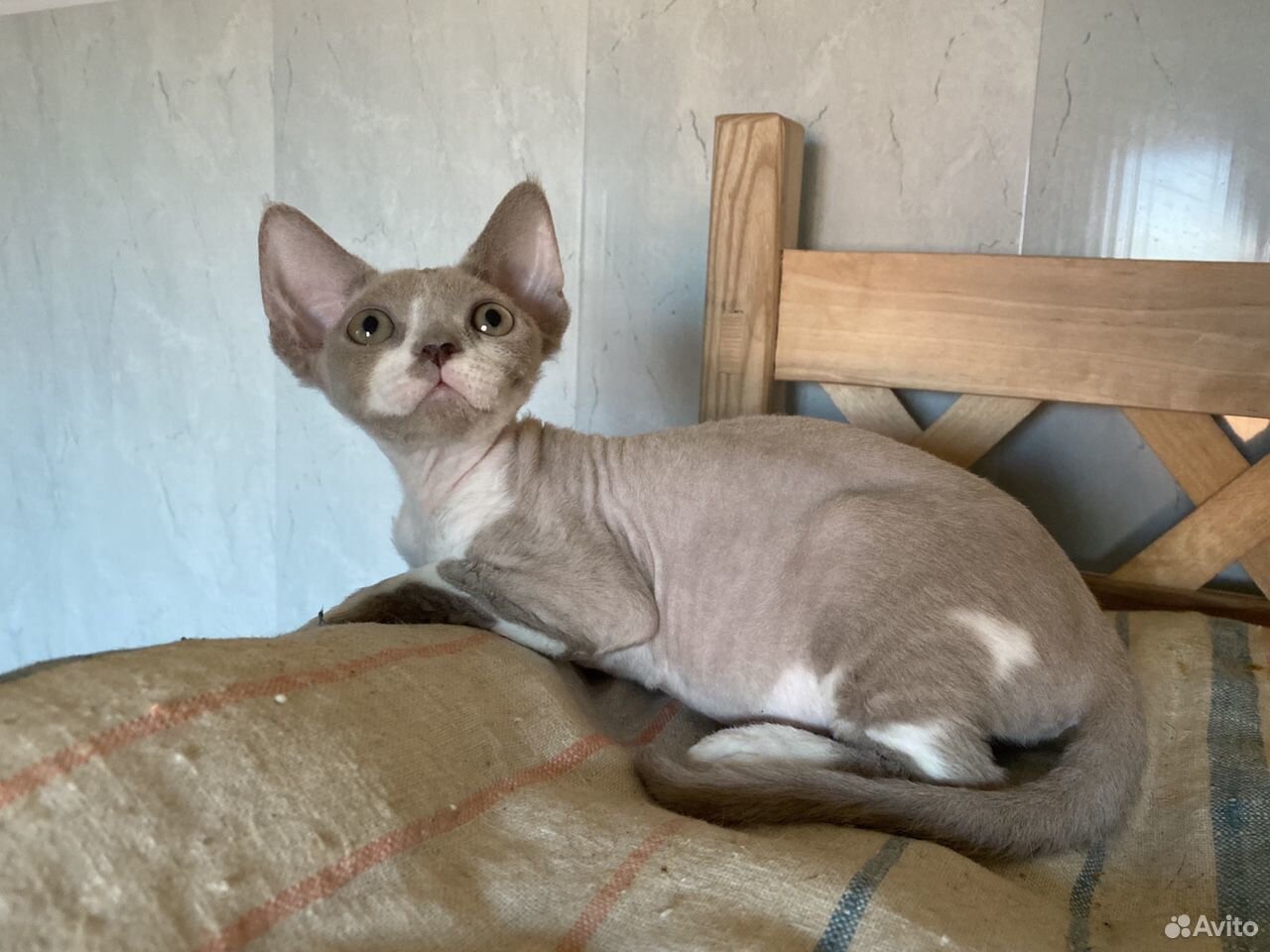 Девон-рекс кошечка Лилак
