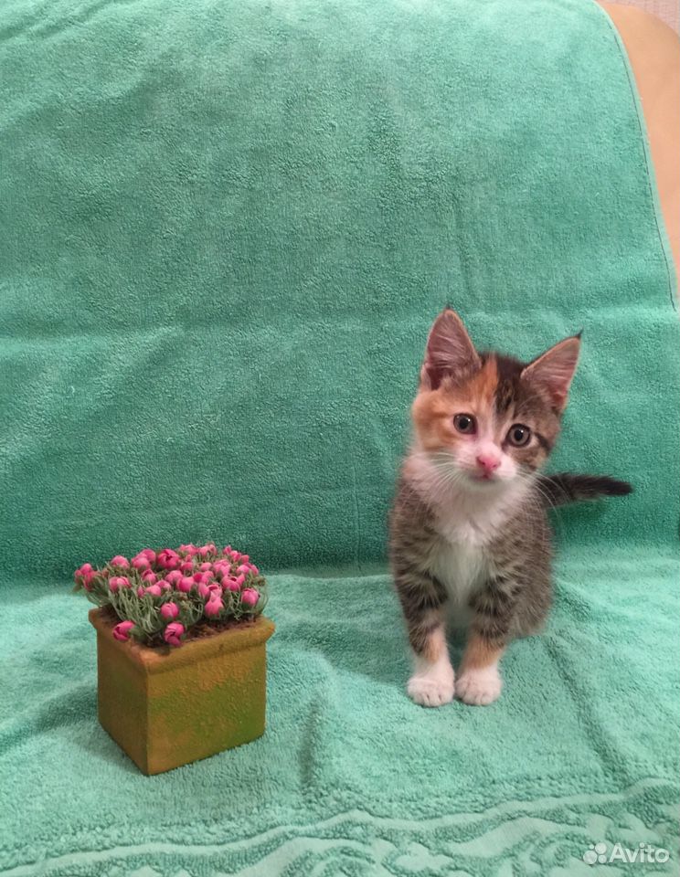 Маленькая трехцветная кошечка