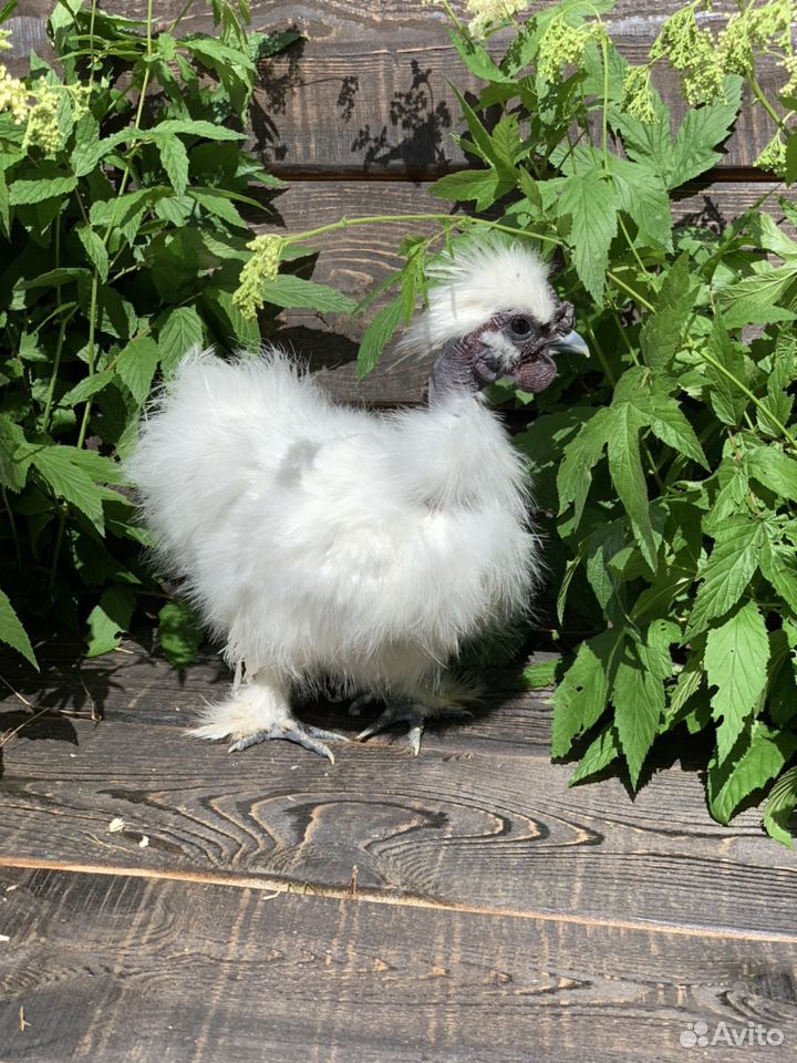 Петушки китайские шелковые