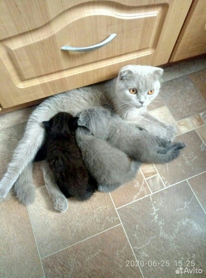 Шотландская
