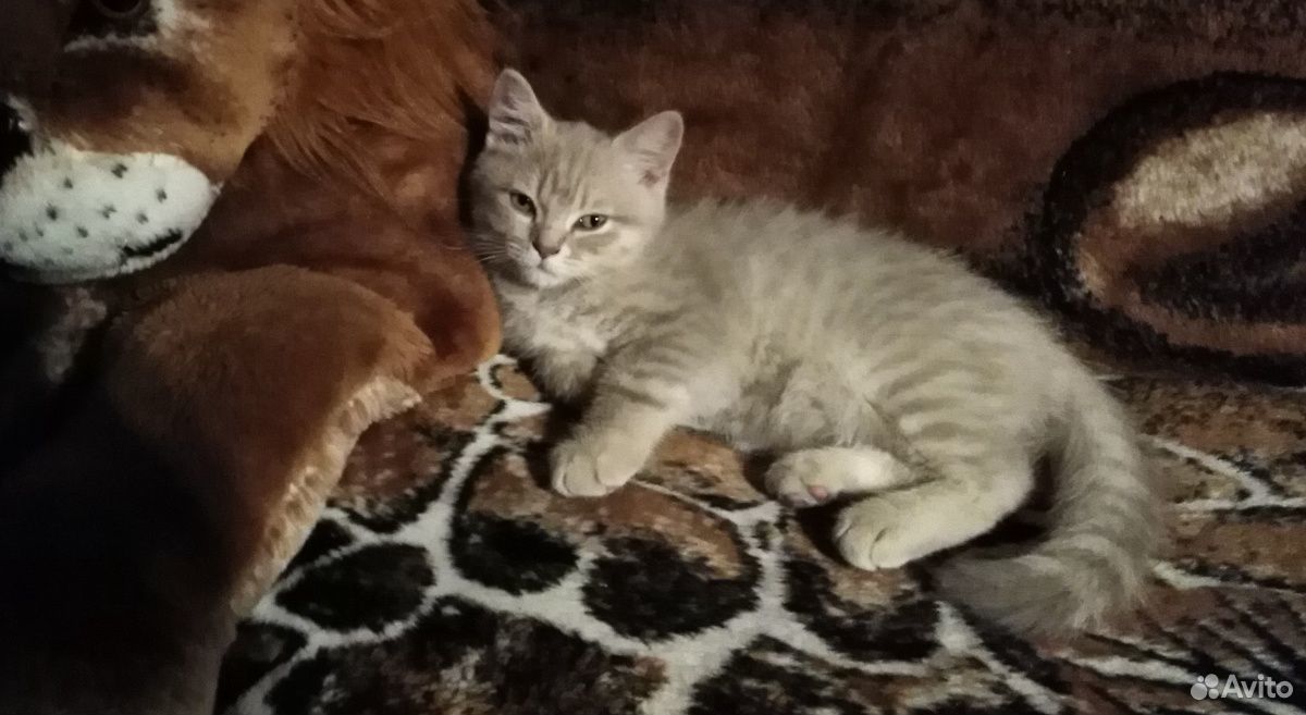 Британский котенок