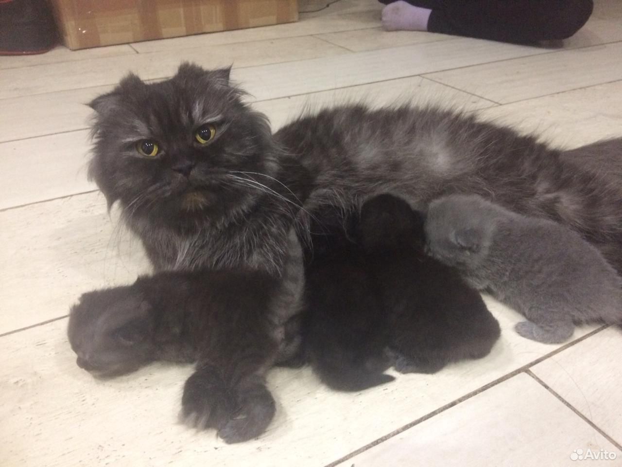 Котята Британские-Шотландские