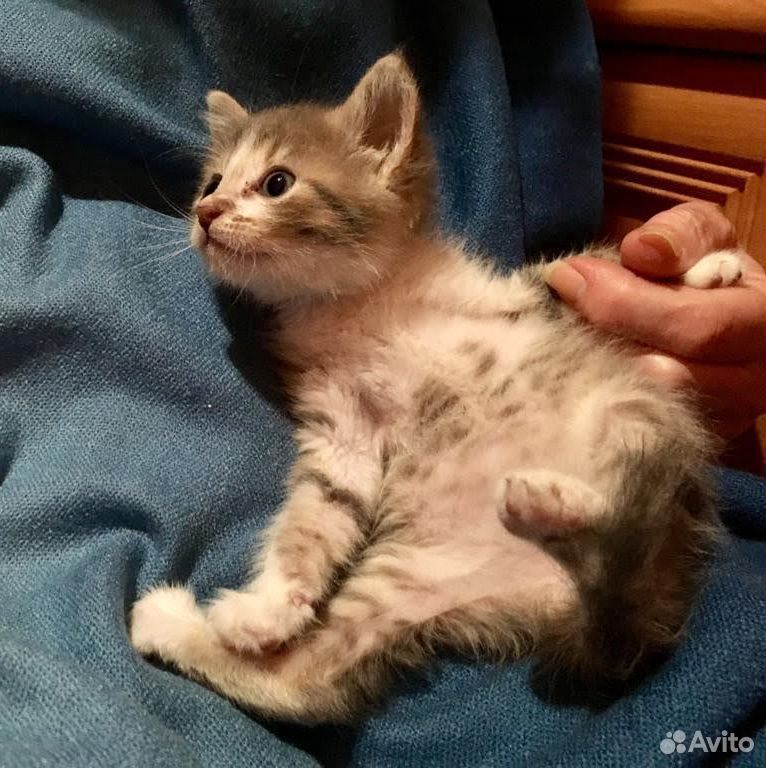 Котёнок Крош ищет дом