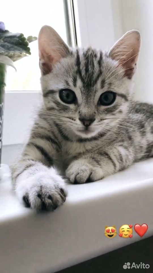 Кошка,Английская короткошёрстная