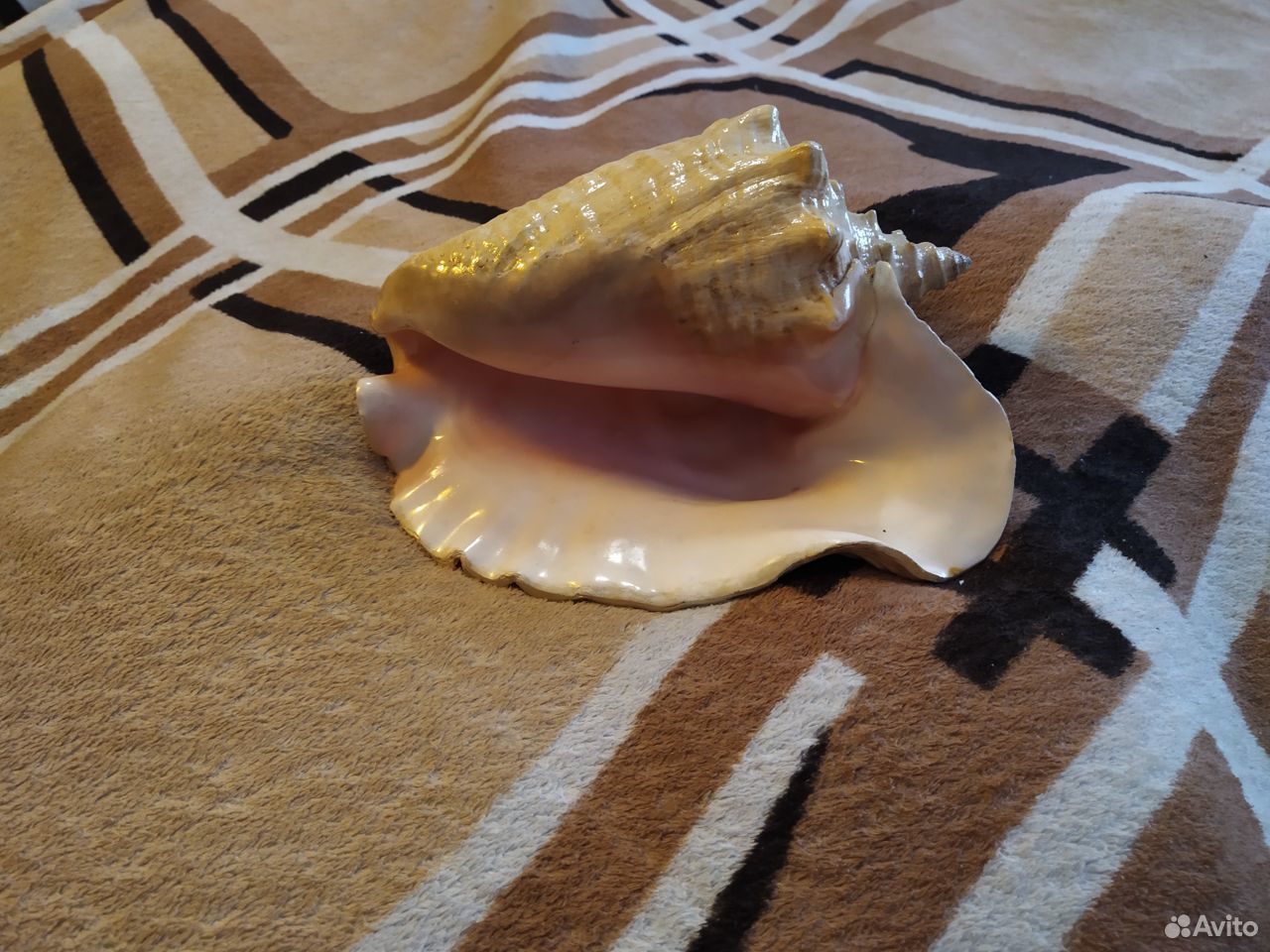 Большая океанская ракушка