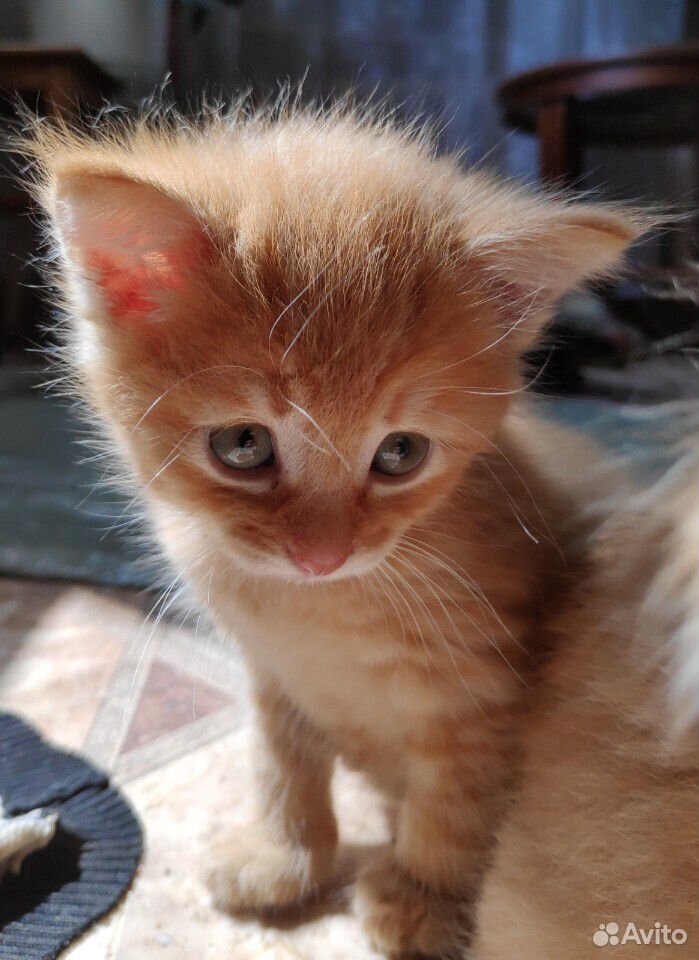 Котенок - рыжик