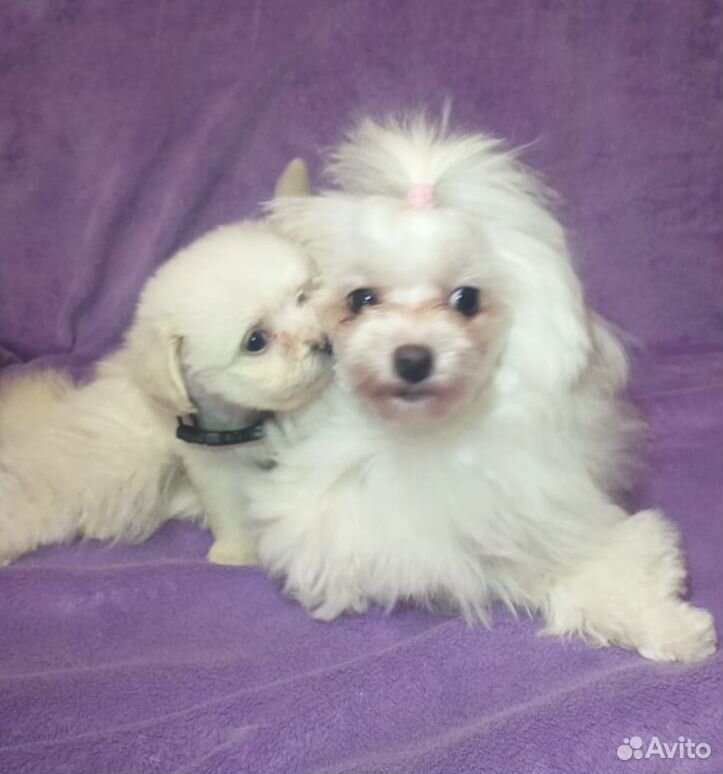 Милые щеночки мультипу