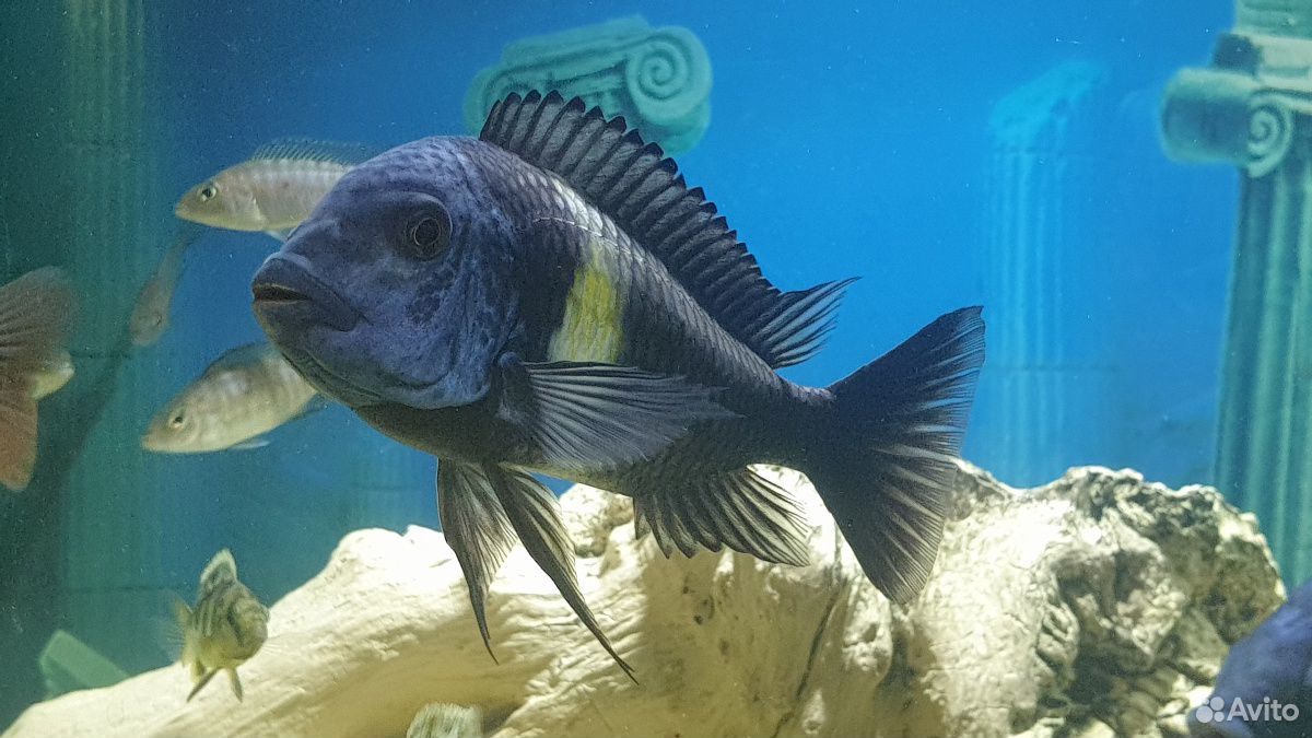 Звездчатый трофеус (Tropheus duboisi)